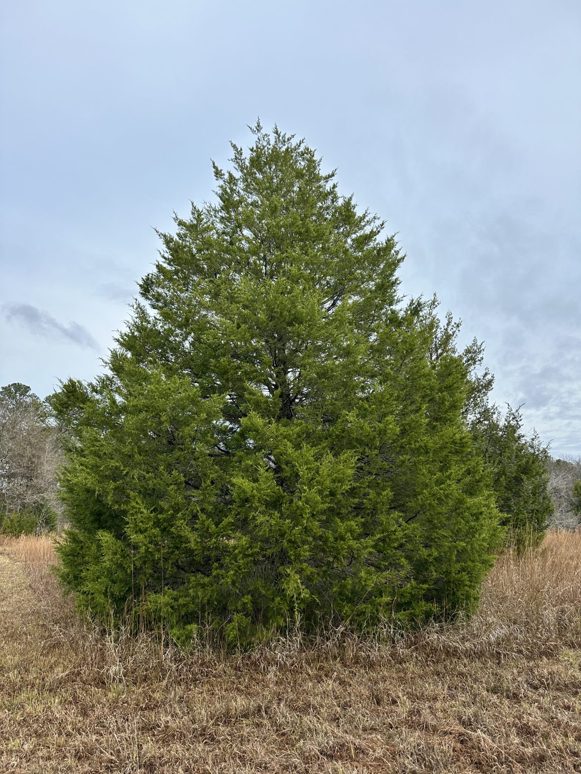 ALDOT brings official state Christmas tree from Fitzpatrick, Ala ...