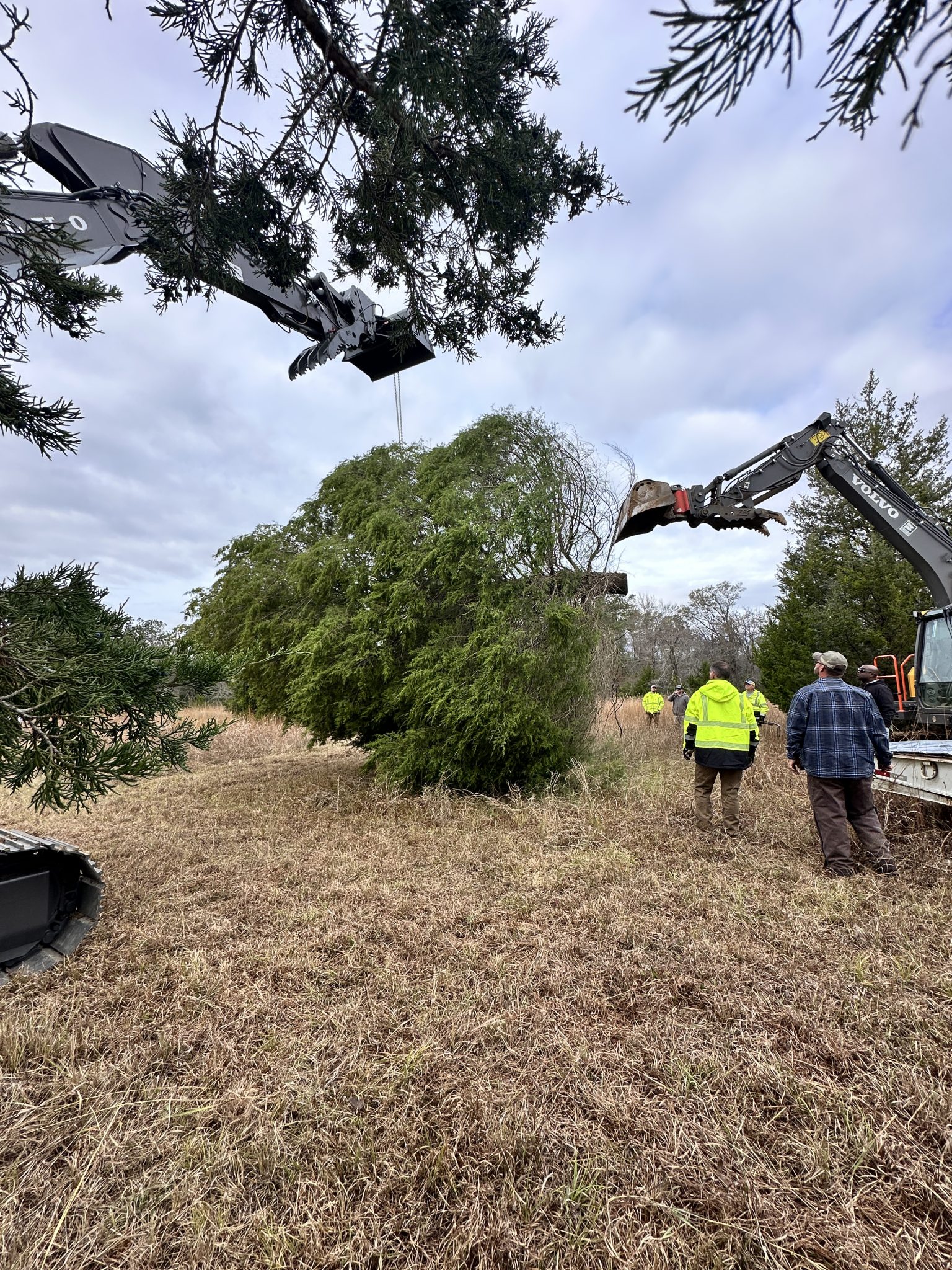 ALDOT brings official state Christmas tree from Fitzpatrick, Ala ...